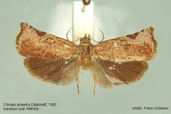 Papua Insects Foundation (Lepidoptera/Tortricidae)